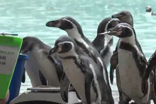 London Zoo Kicks Off Annual Weigh-In to Record Animals’ Vital ...