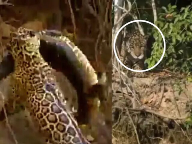 Watch: Video of Leopard Hunting Crocodile Breaks The Internet - News18