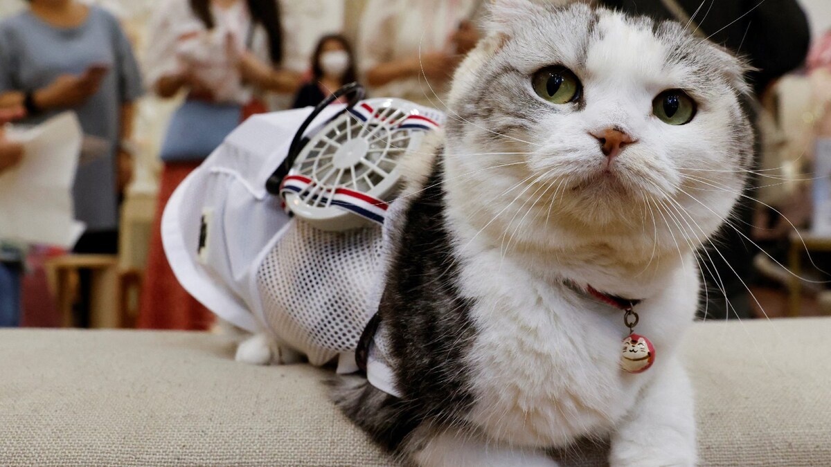Dogs and Cats in Japan Beat the Heat with Sweet Mommy’s Wearable Fans ...