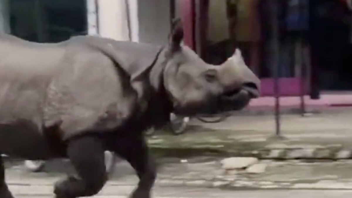 'When Humans Stray Into Rhino Habitat...': Viral Video Shows Rhino ...