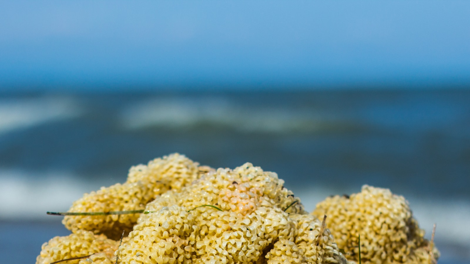 Sea Sponge 'Sneezes' to Unclog Waste Material From Pores, Finds Study ...