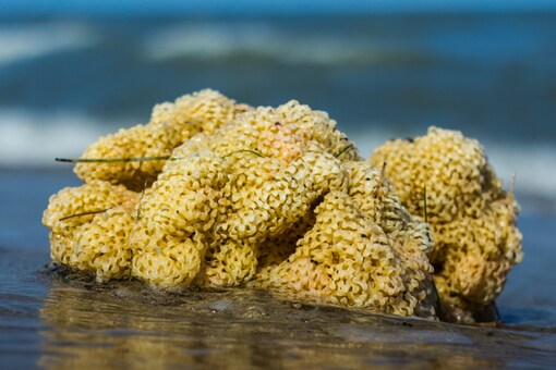 Sea Sponge 'Sneezes' to Unclog Waste Material From Pores, Finds Study ...