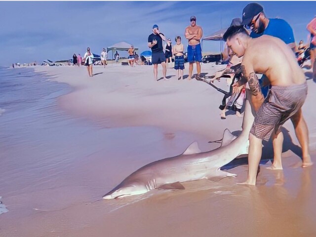 WATCH: Man Wrestles Man-eater Shark in New York, Video Goes Viral - News18