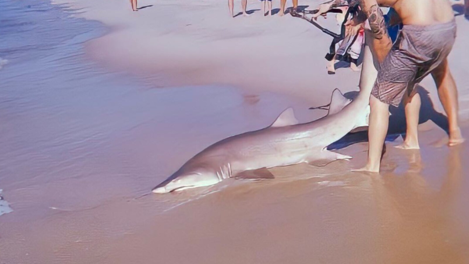 WATCH: Man Wrestles Man-eater Shark in New York, Video Goes Viral ...