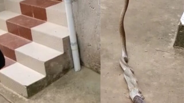 Rare Photo of 6-foot Spectacled cobra Eating Another 2-foot Snake Takes ...