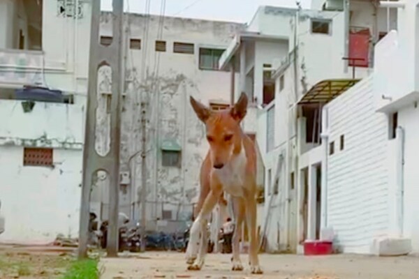 Stray Dogs News: Latest Stray Dogs News and Updates at News18