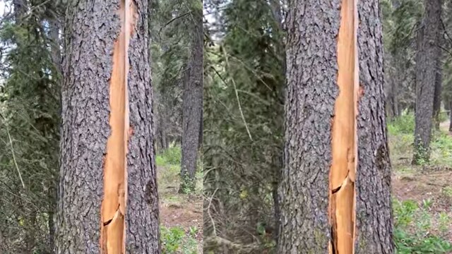 'Creepy': Canada's 'Breathing Tree' Leaves Internet Puzzled - News18