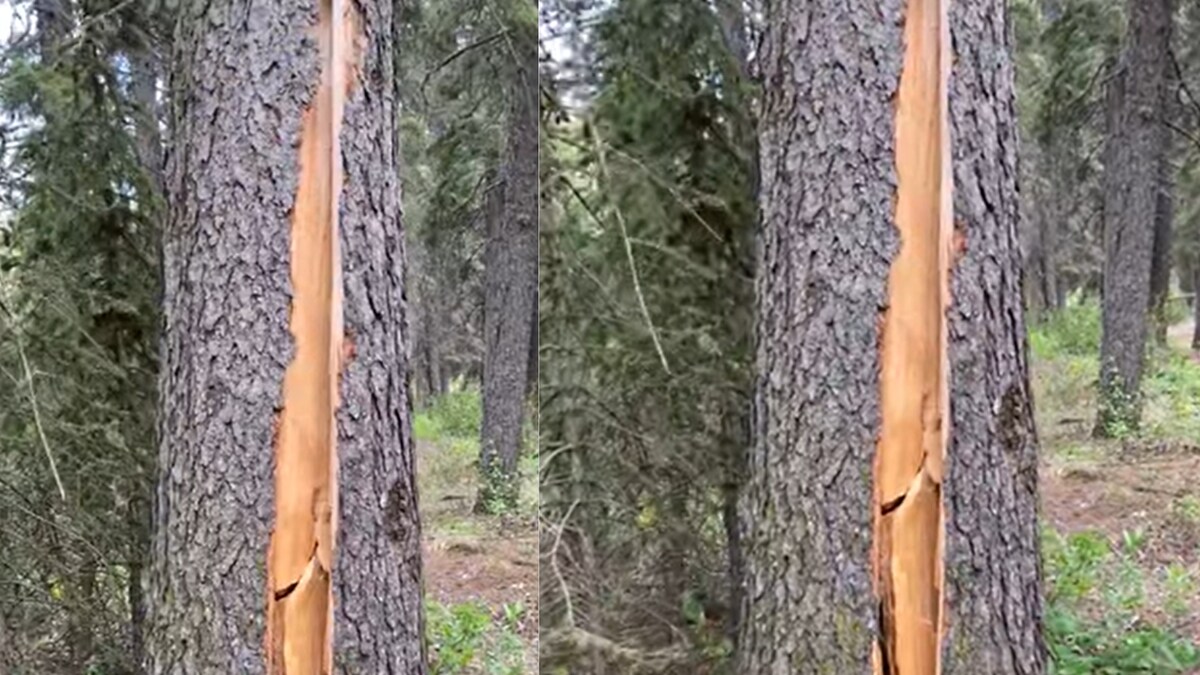 'Creepy': Canada's 'Breathing Tree' Leaves Internet Puzzled - News18