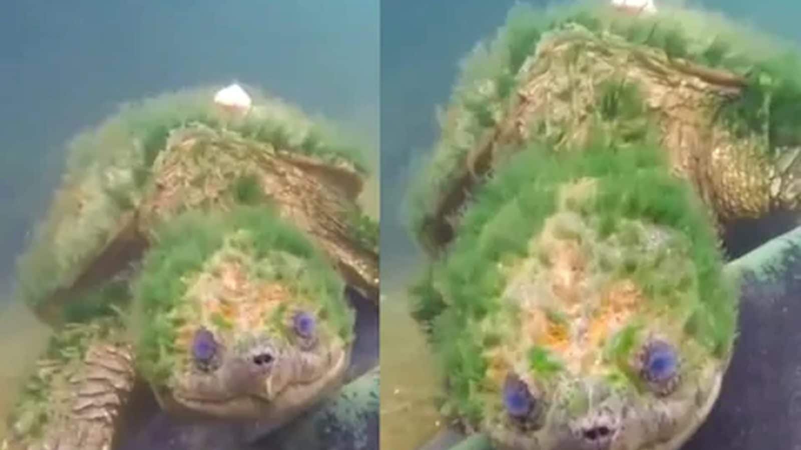 Watch: 91-Year-Old Turtle Covered In Algae Swims In Water | Buzz News ...