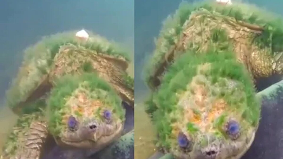Watch: 91-Year-Old Turtle Covered In Algae Swims In Water - News18