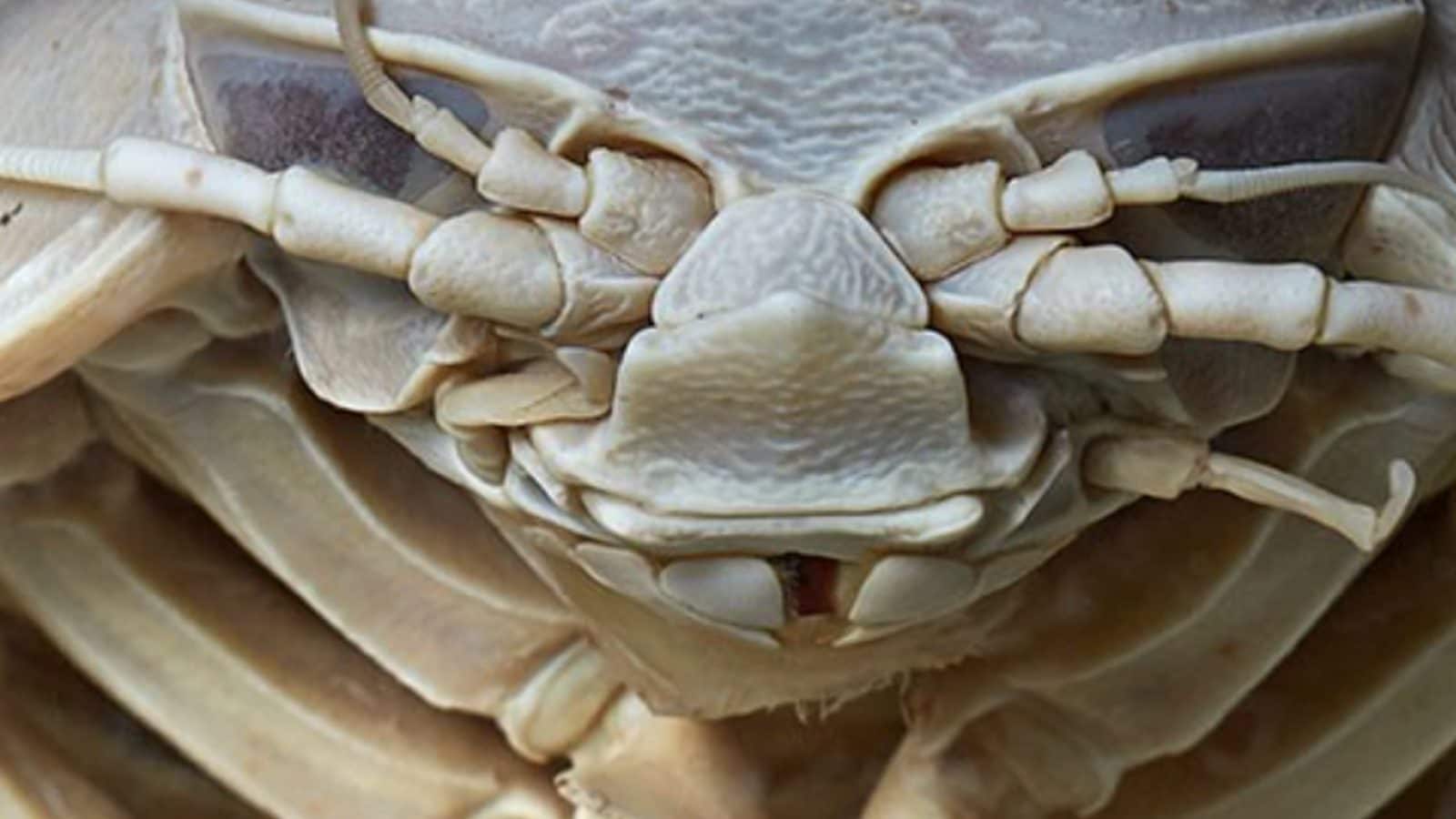 Scientists Discover Alien-like Creature From Deep Sea, Name It Darth ...