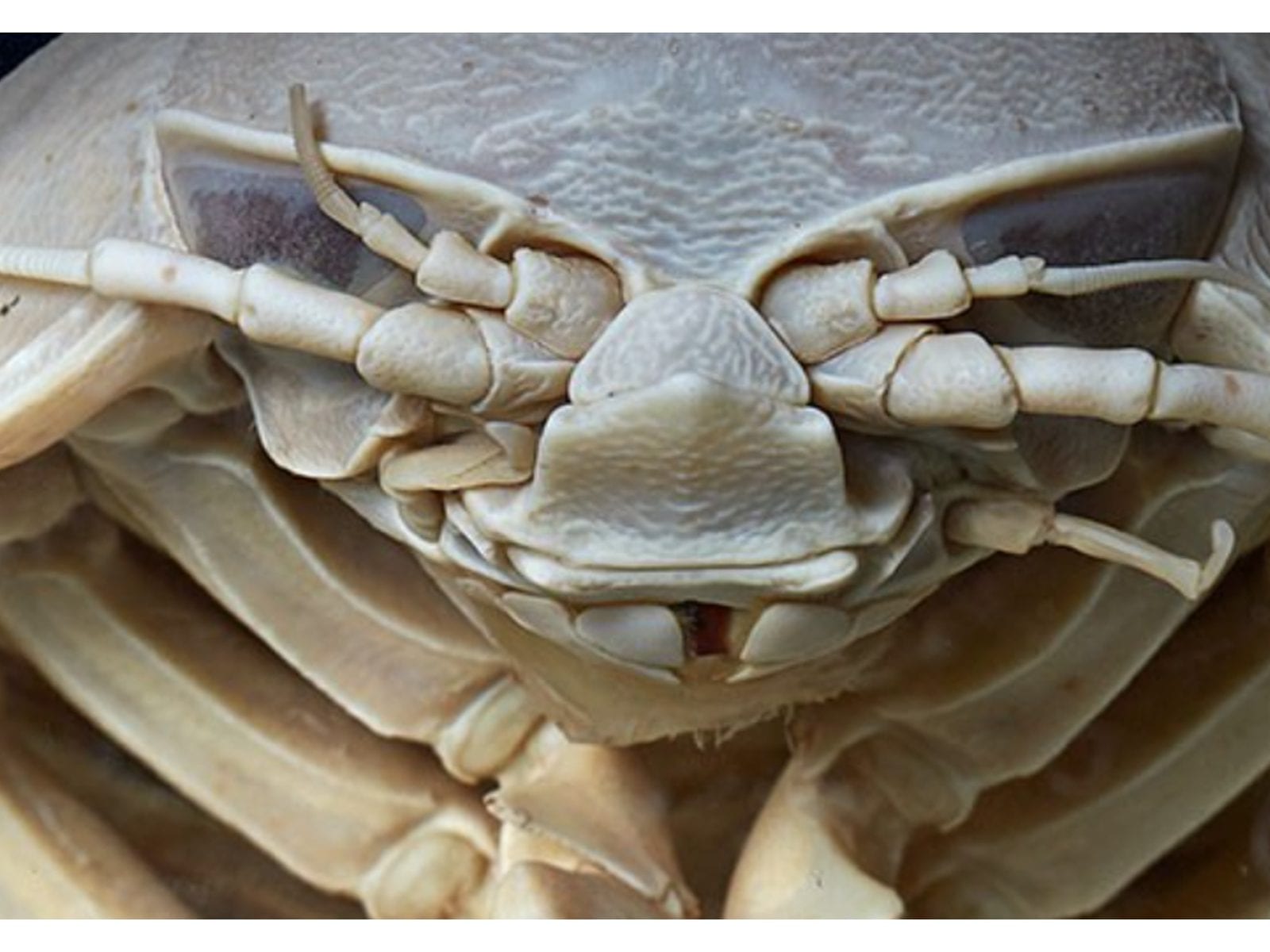 Strange Water Creatures After Katrina