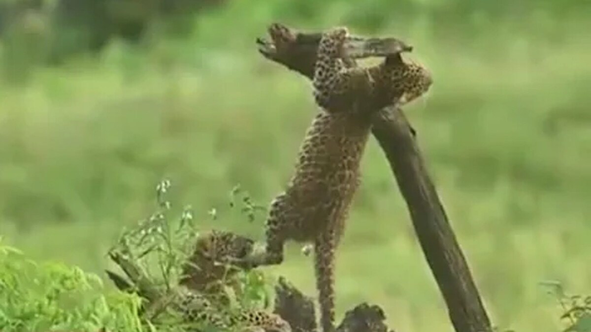 Leopard Cub Turns Forest Into “Jungle Gym”, Adorable Video Goes Viral ...