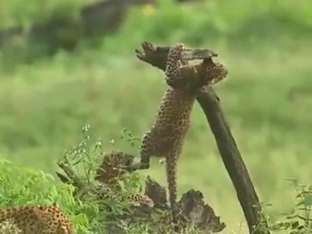 Leopard Cub Turns Forest Into “Jungle Gym”, Adorable Video Goes Viral ...