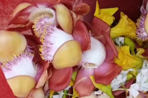 Shivlingi Flowers Bloom After 12 Years in Jharkhand's Dumka; Know its ...