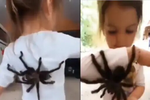 Watch: Video of Girl Playing With Spiders Gives Netizens The Shivers ...