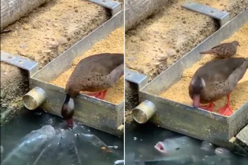 Watch: Duck Feeds Food to Fish, Netizens Explain It's Not What It Looks ...