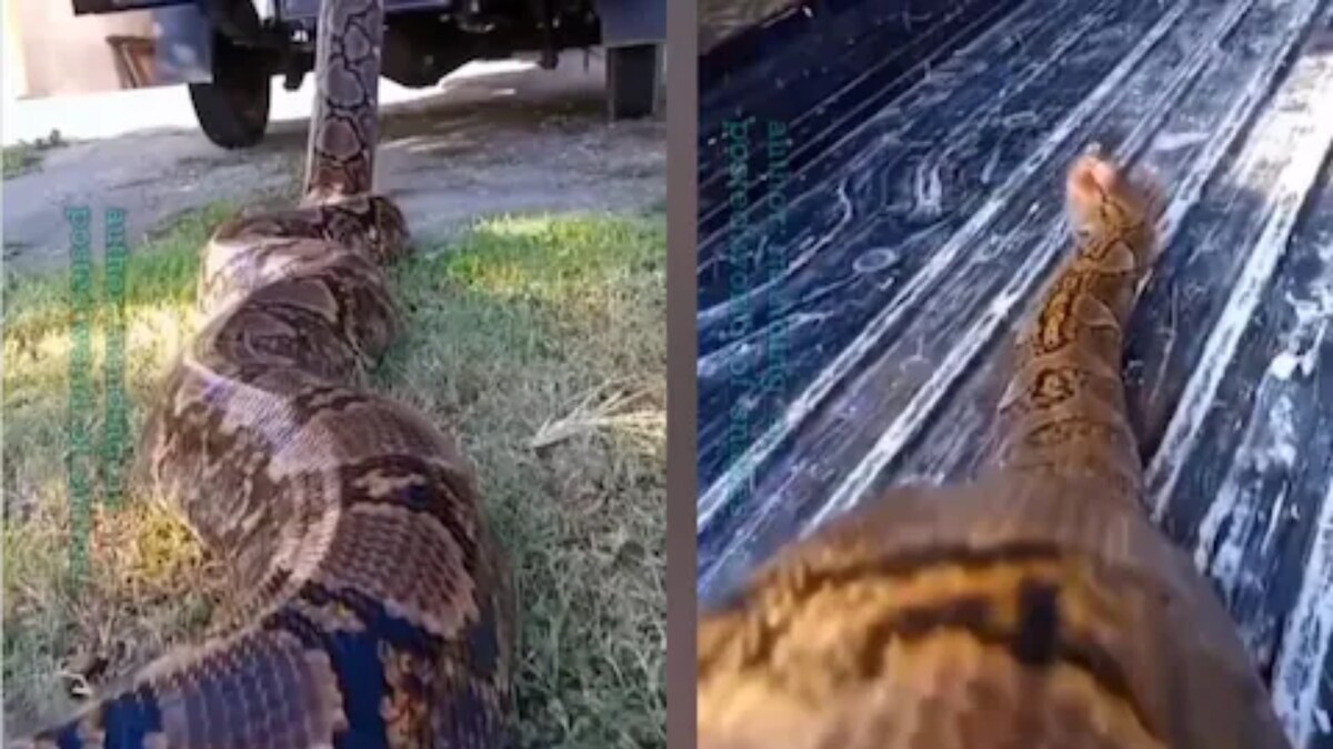 Watch: Giant Snake Climbs a Small Truck, 'No Freaking Way,' Says the ...