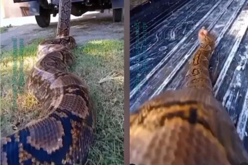 Watch: Giant Snake Climbs a Small Truck, 'No Freaking Way,' Says the ...