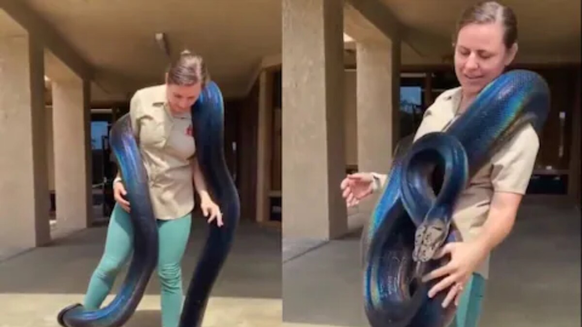 Viral Video Shows Rainbow Python Wraps Around Woman as She Plays With ...