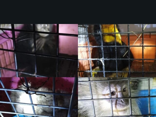 Meghalaya Police Rescue 7 Endangered Exotic Animals on IUCN's 'Red List ...