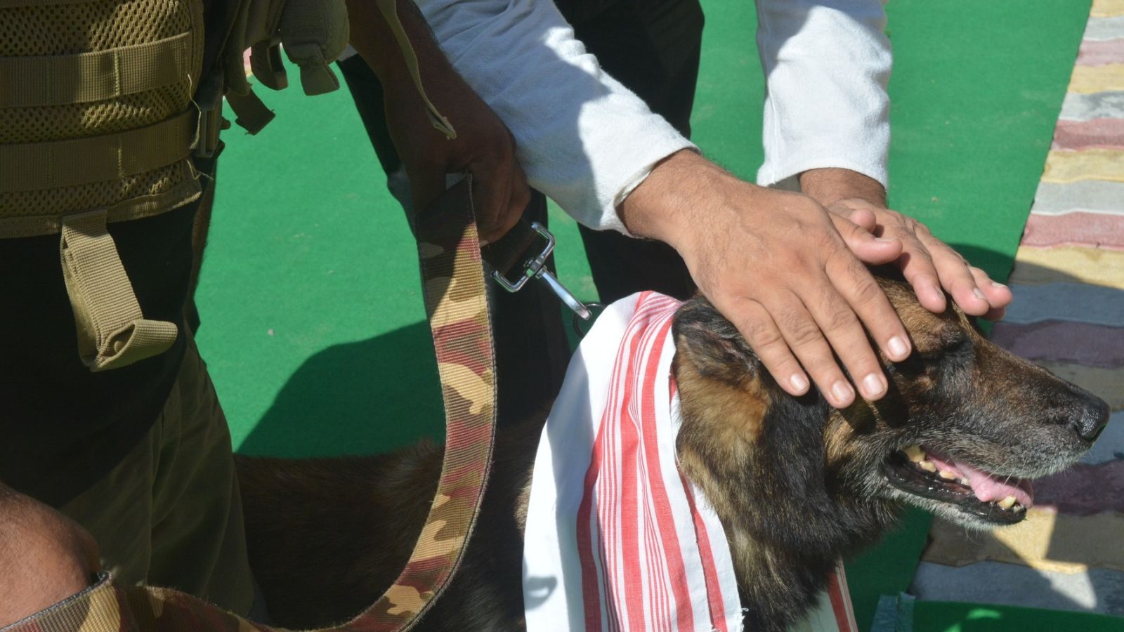 First of Kind K9 Dog Squad Tracking Down Poachers in Assam | India News ...