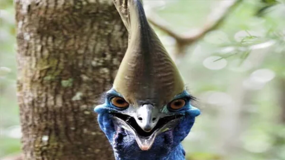 WATCH: Australian Ranger’s Near-Death Experience With World’s Most ...