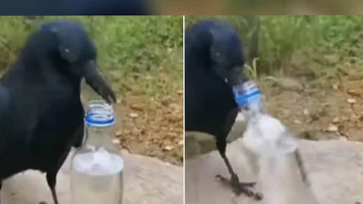 Watch: Crow Devises New Method to Drink Water From Bottle, Gets ...