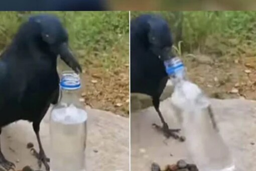 Watch: Crow Devises New Method to Drink Water From Bottle, Gets ...