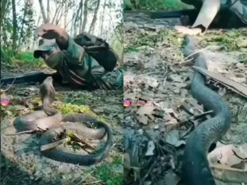 Watch: Soldier Grabs Lethal Cobra By Neck and Drags it Away, Netizens ...