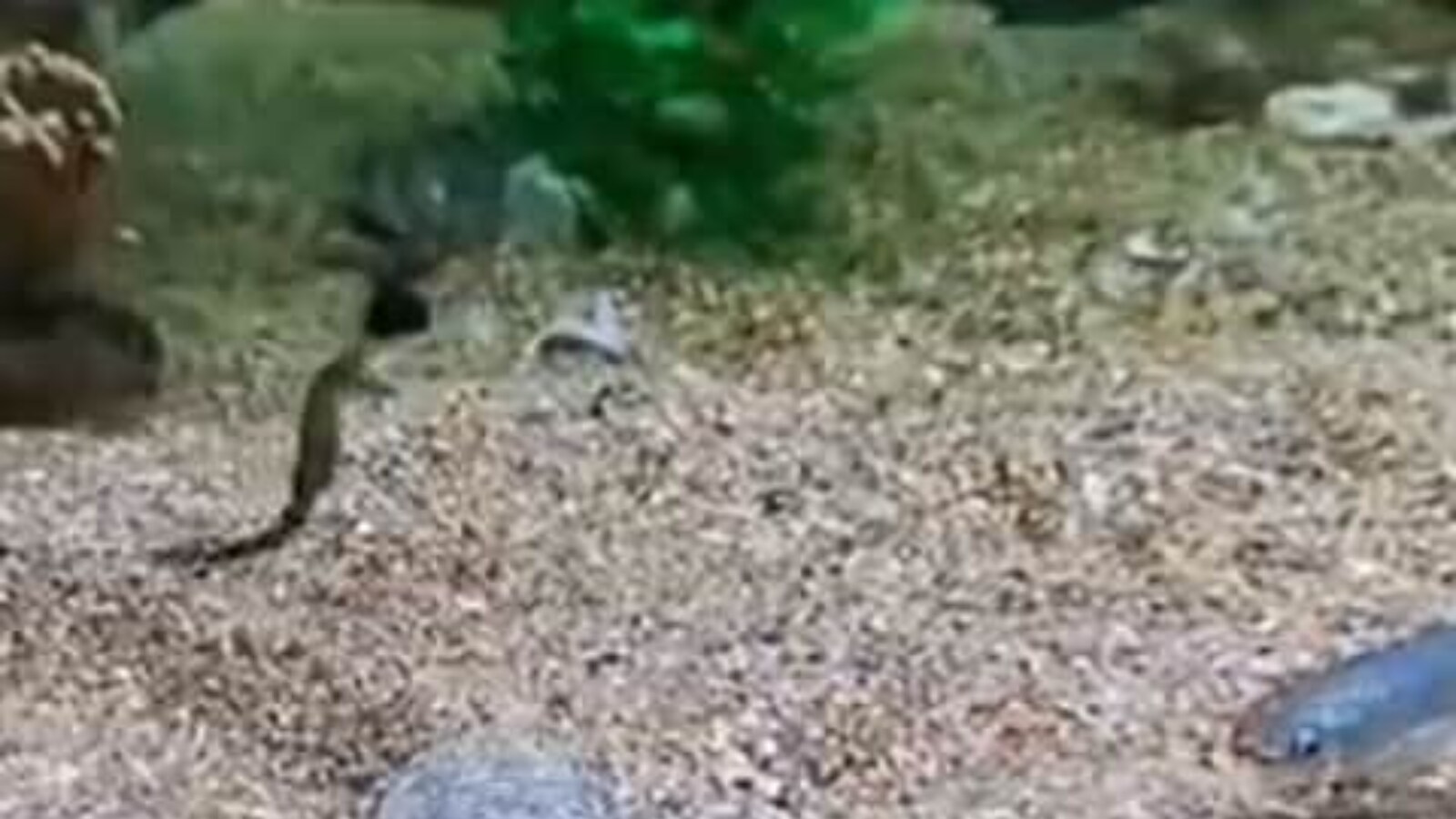 A Fish Hiding In The Sea Bed To Catch Its Prey Has The Internet Talking ...