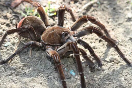 Goliath Birdeater: Facts About The World’s Largest Spider Will Surprise You