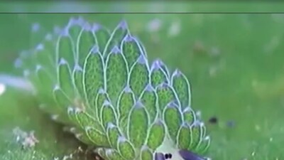Meet The Leaf Sheep, the Only Organism That Runs on Solar Power | Buzz ...