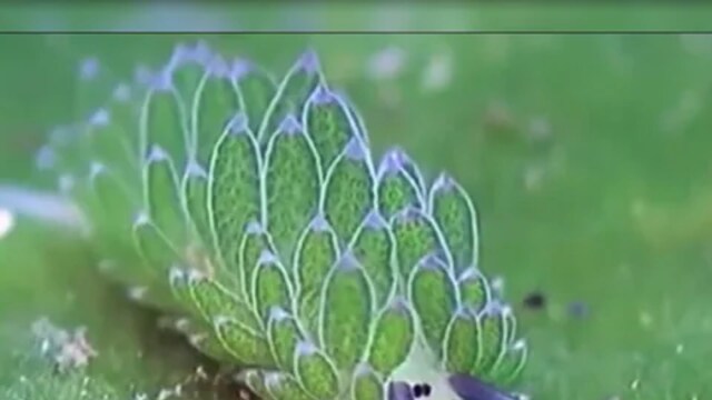 Meet The Leaf Sheep, the Only Organism That Runs on Solar Power | Buzz ...