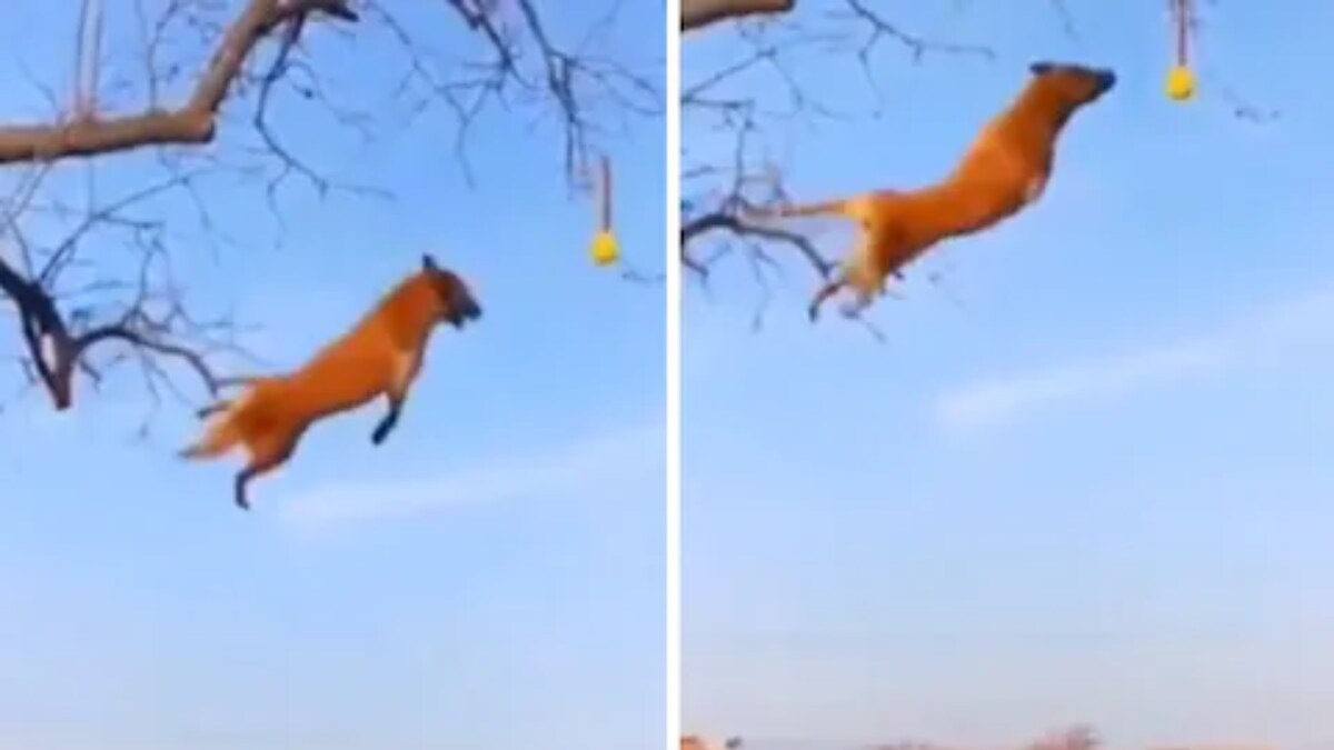Watch: Belgian Shepherds Climbing Tree, Snatching Fruit Amuse Netizens ...