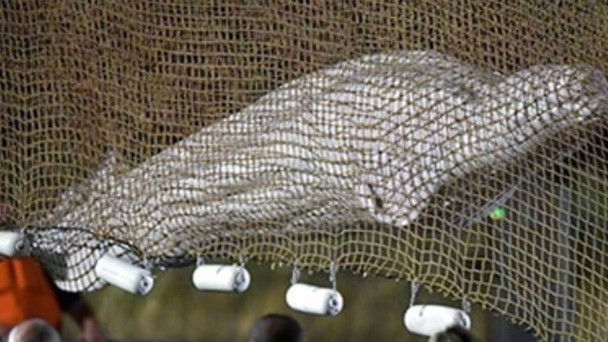 Beluga Whale Stranded in France's Seine River Finally Rescued - News18