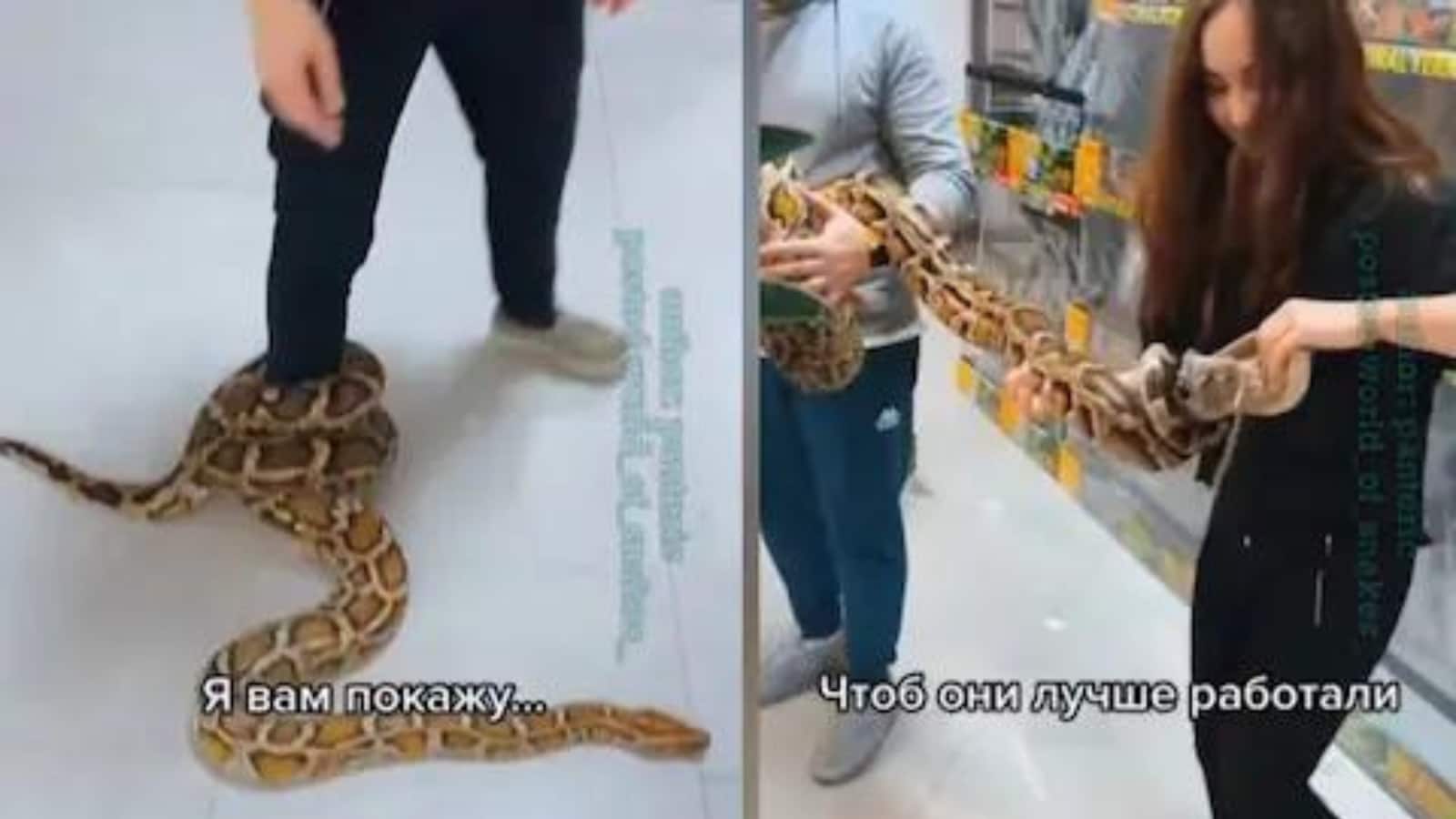 Huge Python Coiling Around Woman's Leg and 'Stealing' Her Shoe Leaves ...