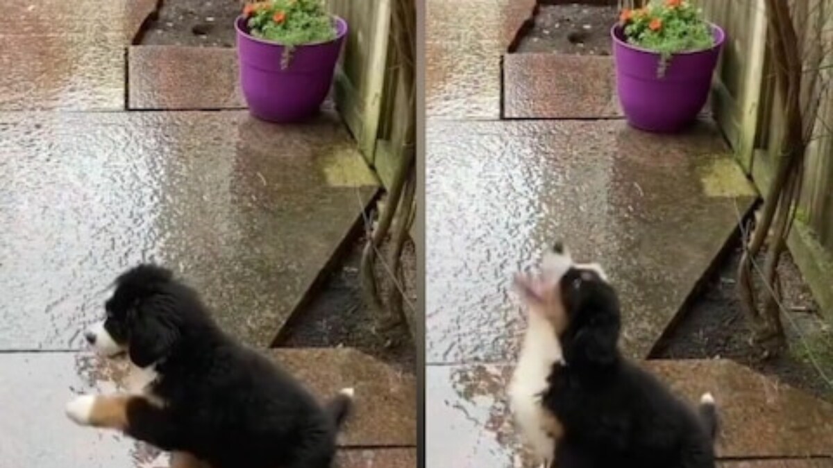 Watch: This Puppy's First Reaction To Rain Is Sheer Joy To Watch - News18