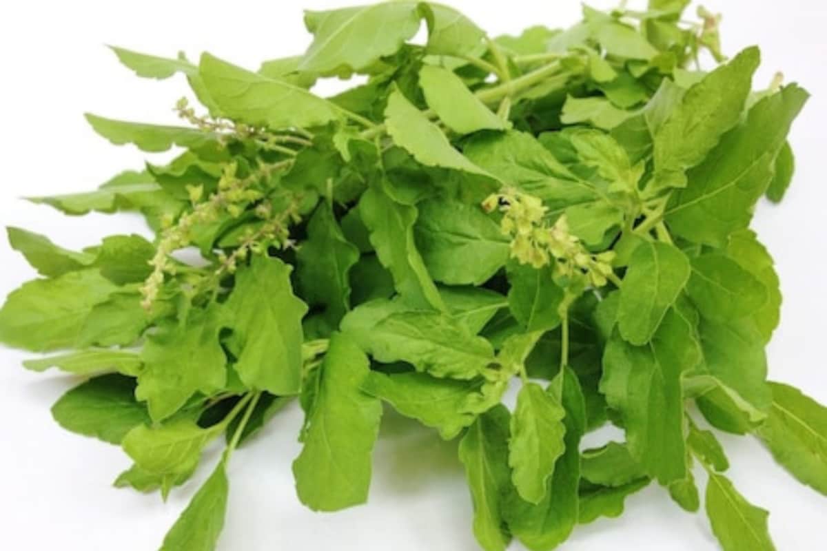 Tulsi Leaf Png