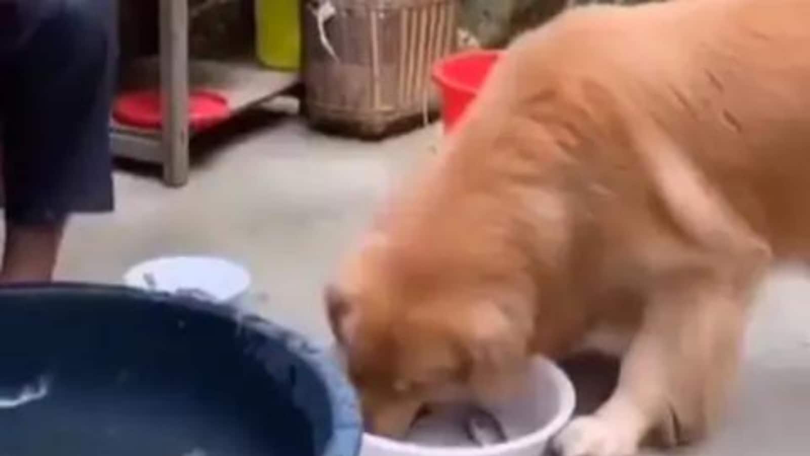 Adorable Video Of Dog Putting Fish Back In Water Wins Hearts | Buzz ...