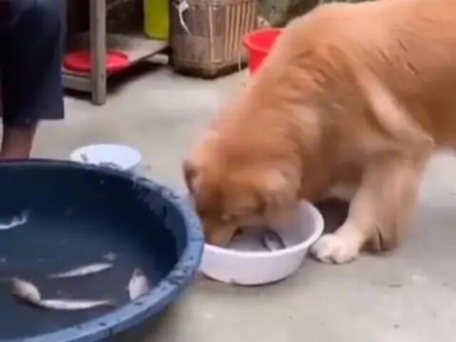 Adorable Video Of Dog Putting Fish Back In Water Wins Hearts - News18