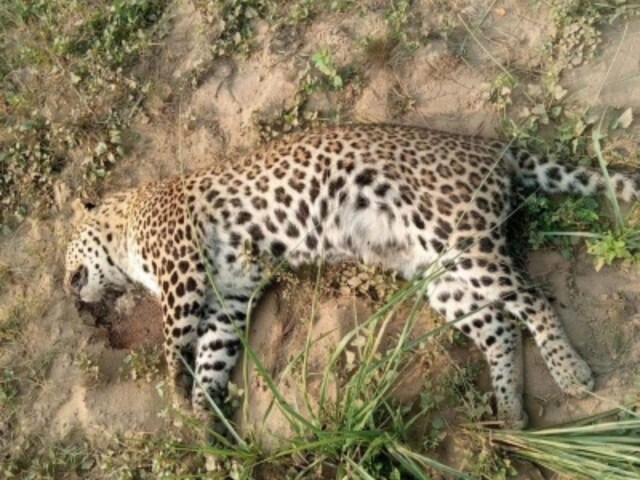 Leopard Found Dead in Katarniaghat Sanctuary in UP's Bahraich - News18