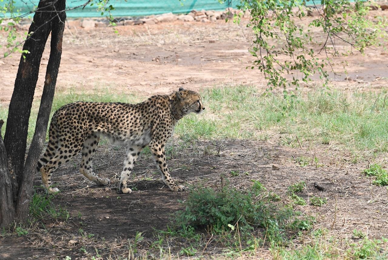 Cheetahs Return to India: PM Releases Big Cats at Kuno National Park on ...