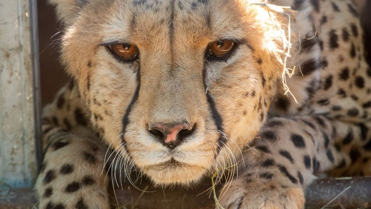 MP’s Zootopia: India to Welcome 12 Cheetahs from South Africa on ...