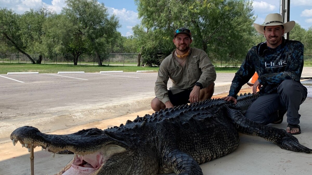 US Men Hunt 14-Foot-Long 'Once in a Lifetime' Alligator in Texasv - News18