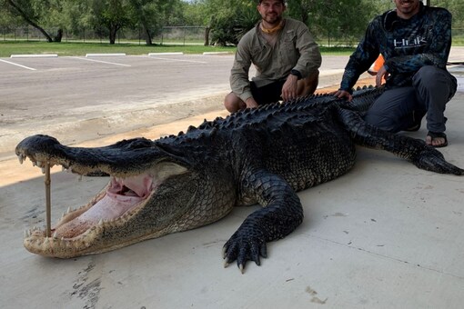 US Men Hunt 14-Foot-Long 'Once in a Lifetime' Alligator in Texasv