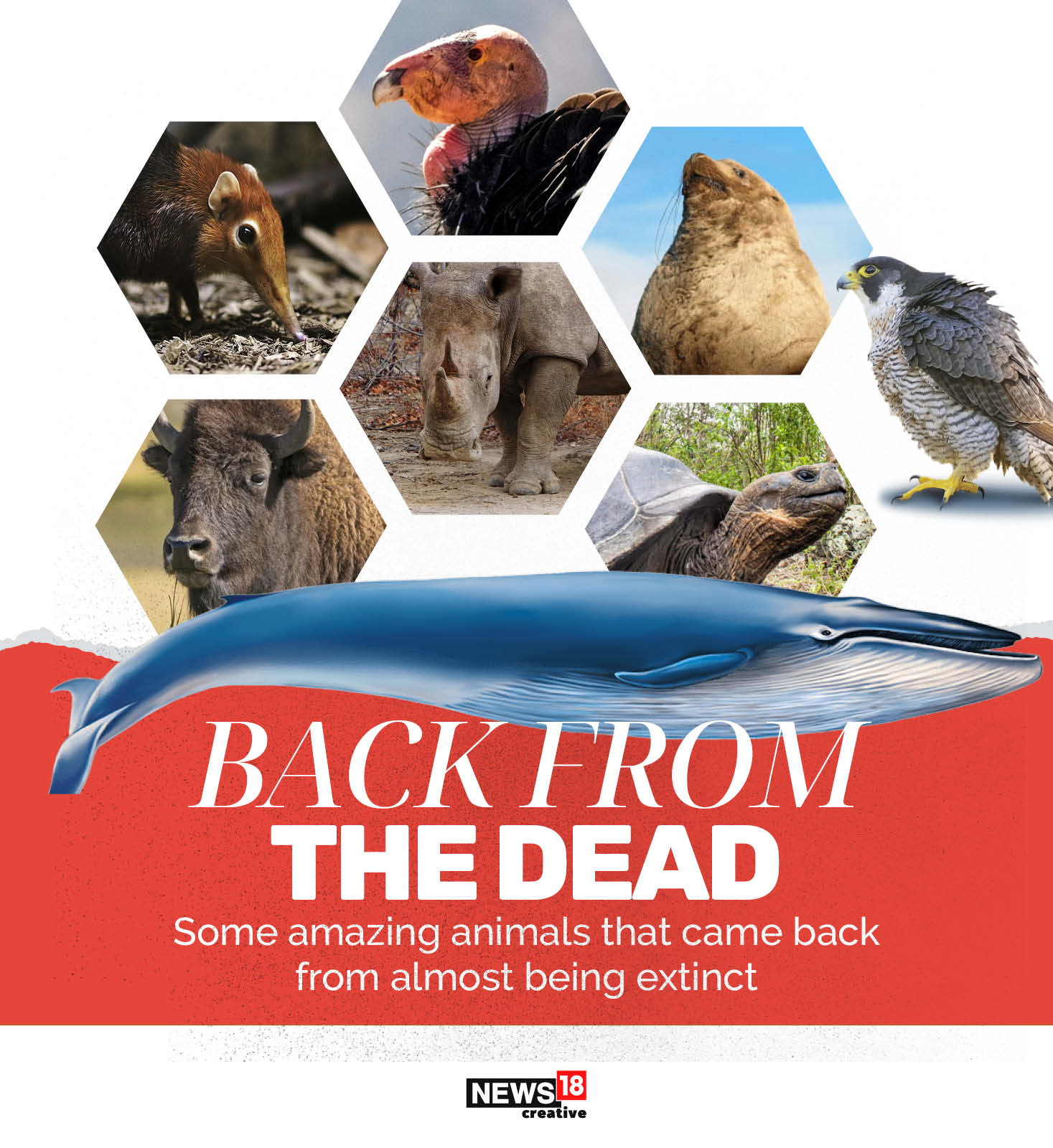 Back From the Dead: Eight Animals That Came Back from the Brink of ...