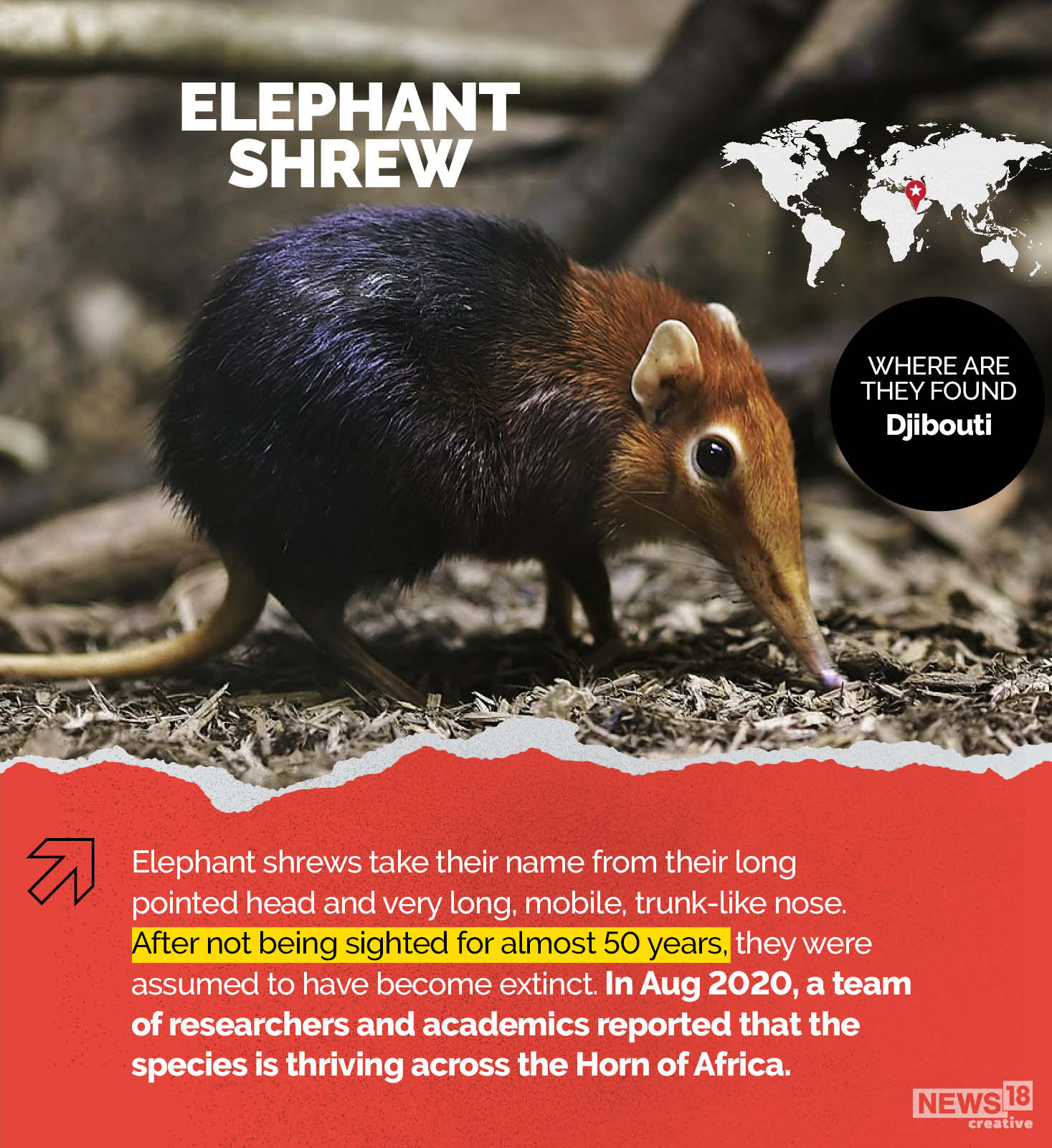 Back From the Dead: Eight Animals That Came Back from the Brink of ...