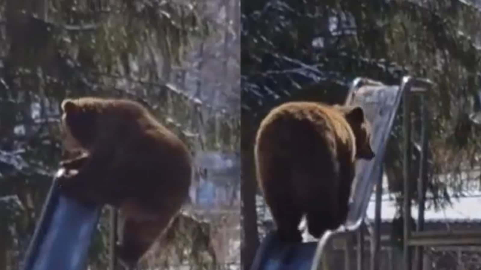 WATCH: This Bear Playing on a Slide is The Cutest Thing on Internet ...