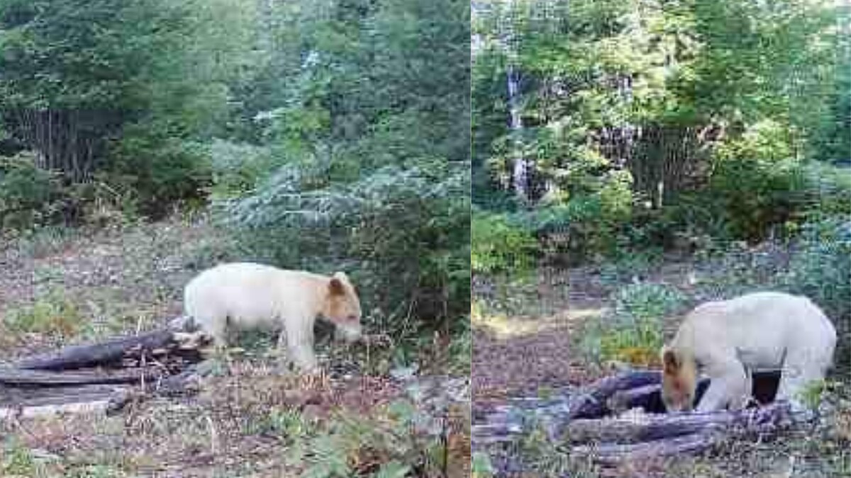 One-in-a-million Rare White Black Bear Spotted on Michigan Trail Camera ...